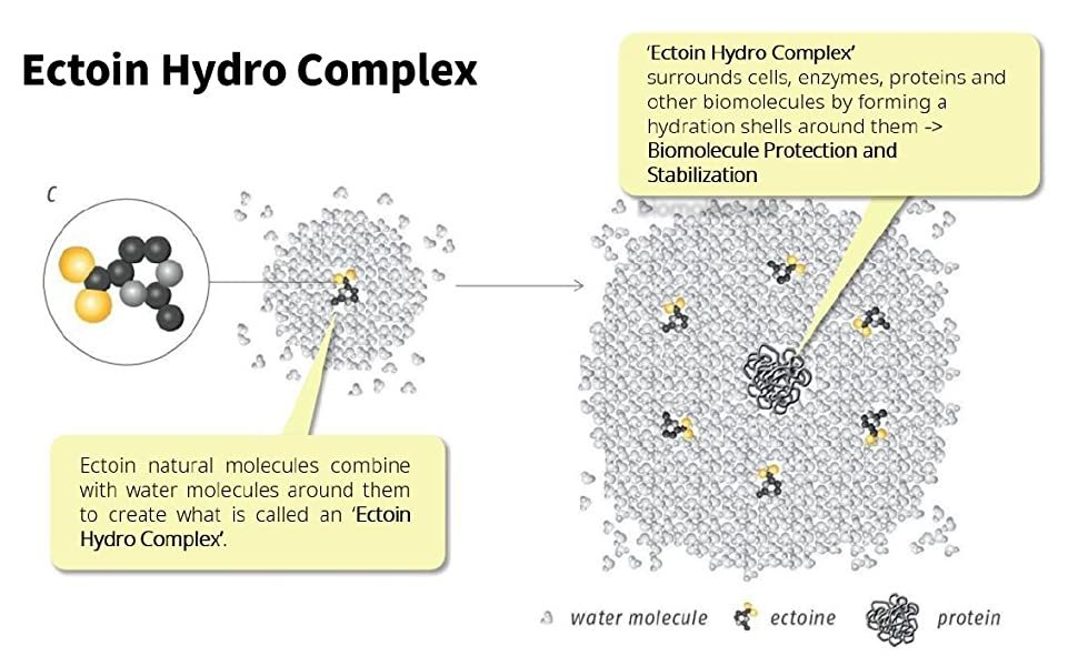INGREDIENT SPOTLIGHT: ECTOIN – 1611 LABS